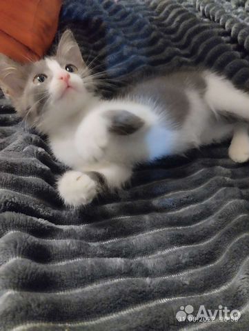 Котёнок, пушистый комочек счастья