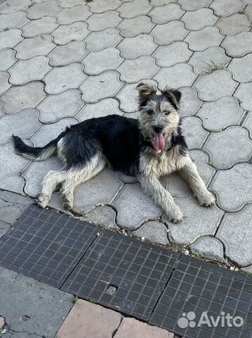 Потерялась собака. Помогите найти