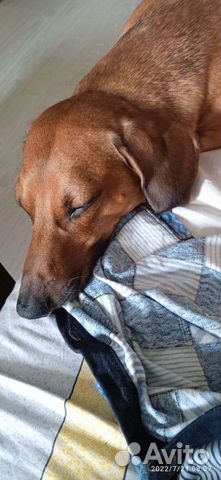 Собаки бесплатно такса