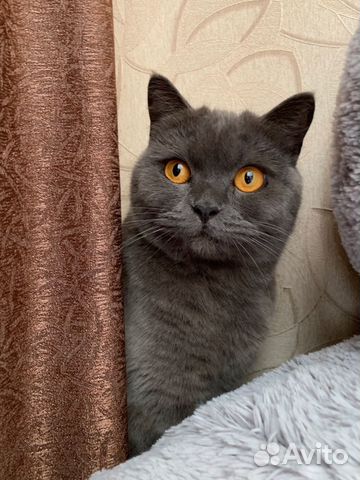 Британская кошка