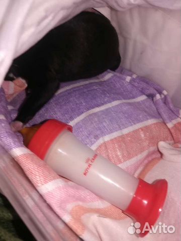 Щенок, 5 дней, таксеныш. Оказался один на улице