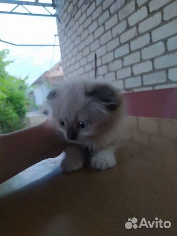 Сиамская кошка бесплатно