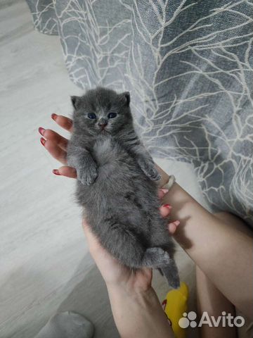 Британские котята