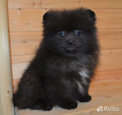 Померанский шпиц большой выбор