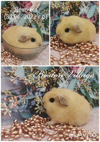 Морская свинка девочка (1мес)