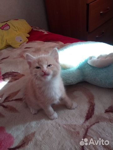 Котенок мальчик