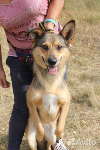 Молодой собаке не место в приюте