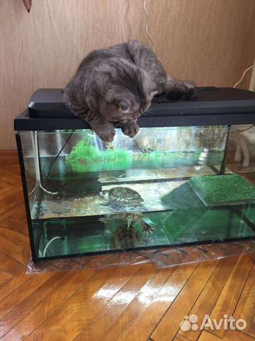 Красноухая черепаха с аквариумом