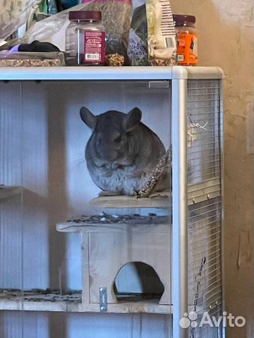 Шиншилла в добрые руки