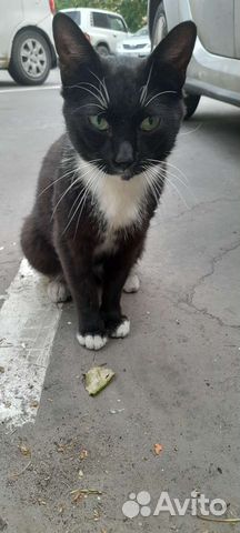 Кот в добрые руки