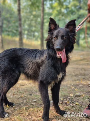 Умный пес Пушкин ищет семью