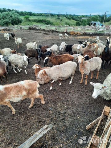 Овцы ягнята барашки