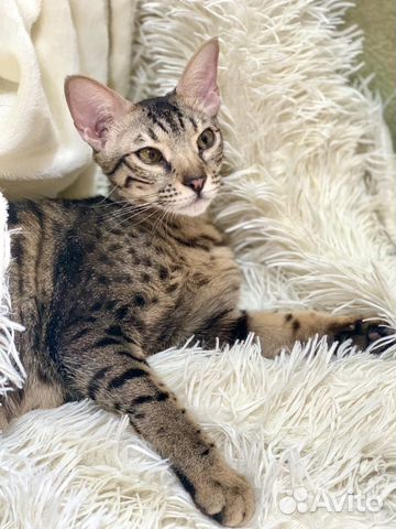 Кошечка саванна