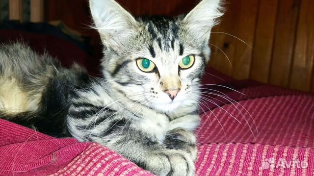 Котенок - кошка 9нед. Привита