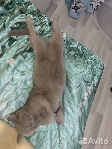 Кошка для вязки