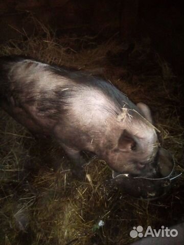 Отдам вьетнамцев