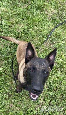 Бельгийская овчарка малинуа