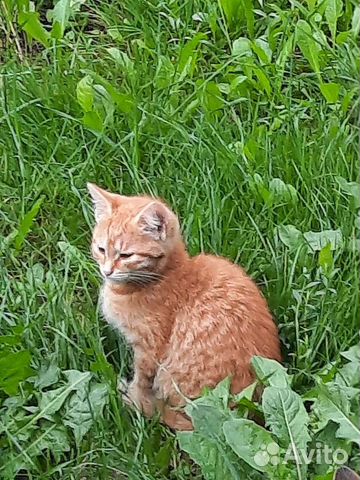 Рыжий котенок в дар
