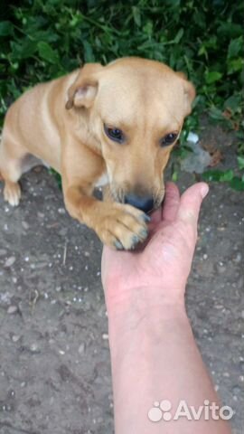 Русский охотничий спаниель