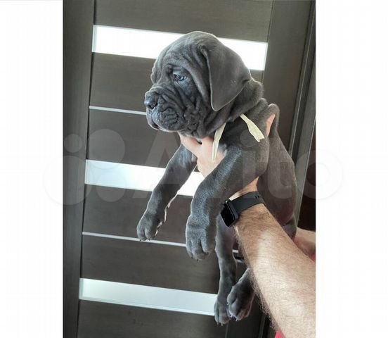 Щенки кане корсо