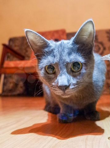 Кошечка метис русской голубой ищет семью