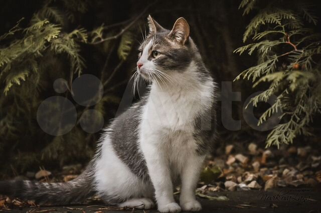 Хулиганистый котик ищет дом)