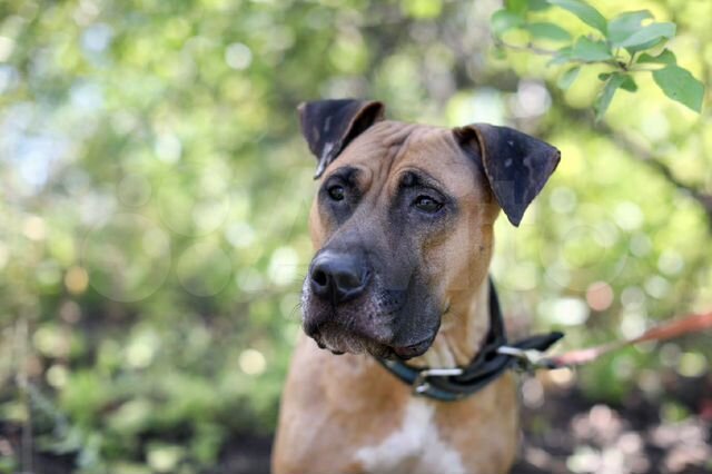 Зумми. Элегантная собака в добрые руки