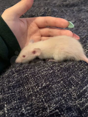 Крысенок декоративный