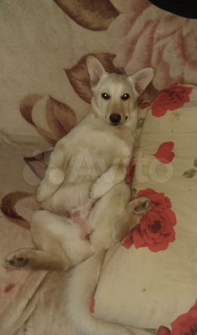 Ласковая умница щенок будет средняя