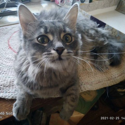 Молодая здоровая кошка Мася. Помогите спасти