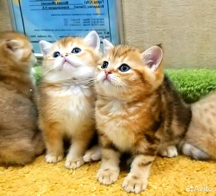 Золотые Котята Шотландцы- Плюшевая Очаровашки