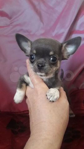 Чихуахуа мини