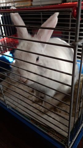 Декоративные карликовые кролики