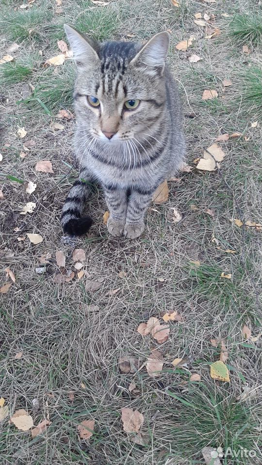 Кошка