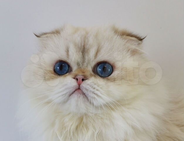 Длинношерстный шотландец