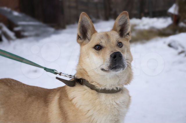 Лучший друг Смоки ищет дом