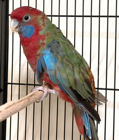 Попугай розелла