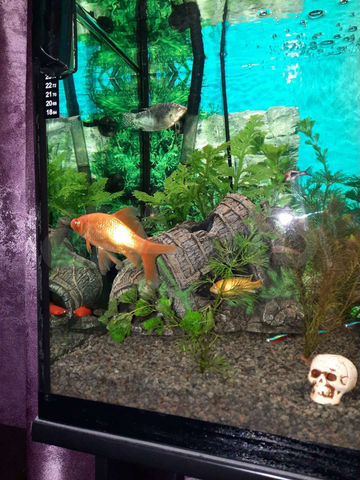 Комета рыбка аквариумная