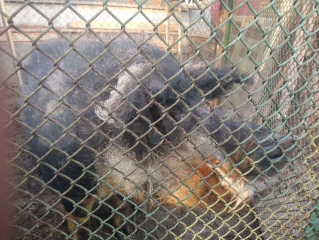 Хряк венгерская мангалица