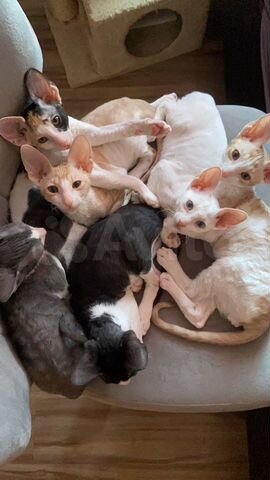 Котята корниш-рекс