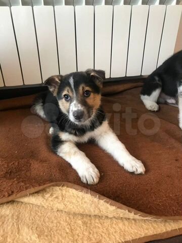 Умный щенок в добрые руки