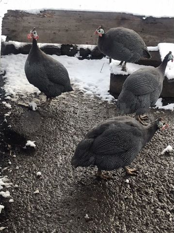 Цесарки самцы