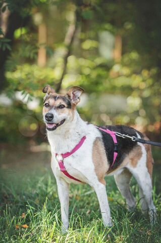 Фанни ищет дом