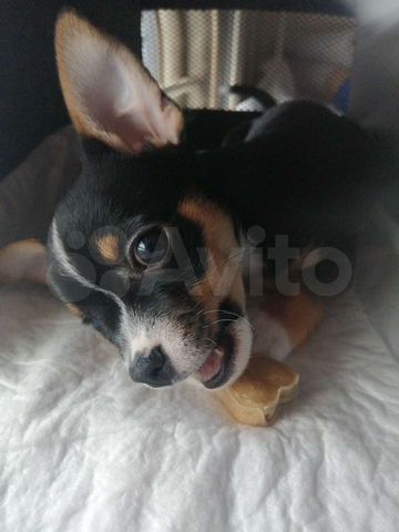 Продам мини той терьера