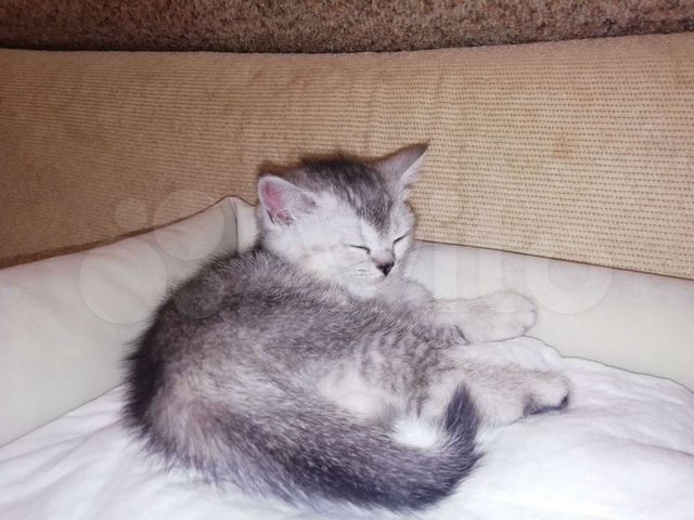 Шотладский котенок девочка