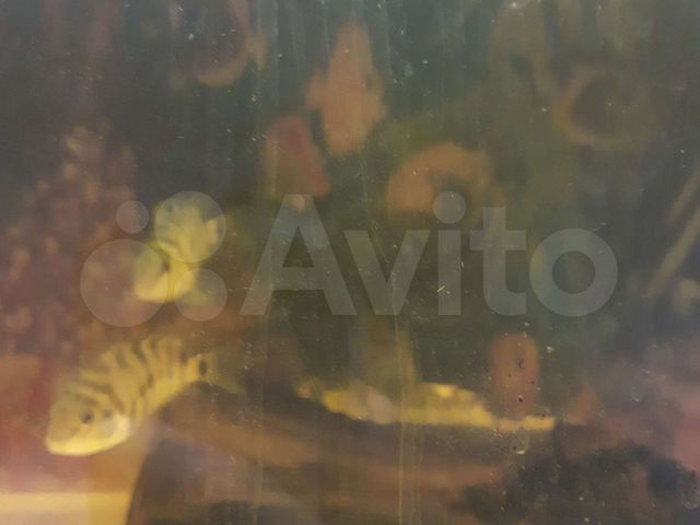 Живая рыба