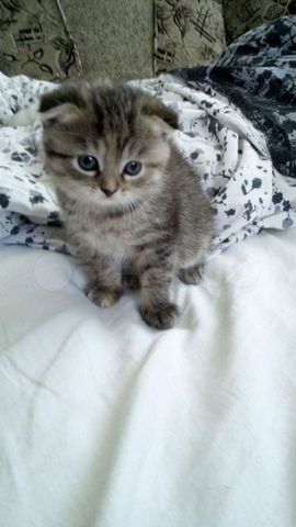 Шотландская вислоухая