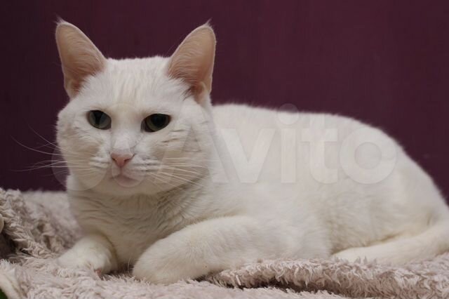 Белоснежная Бренди в поисках дома