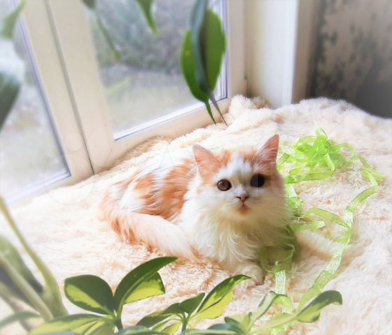 Любимое Солнышко