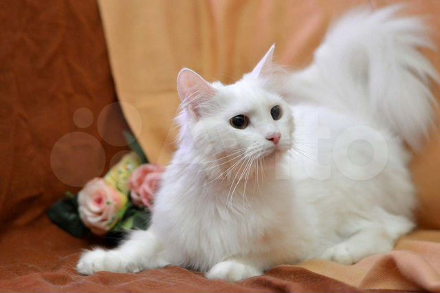 Отдам белого ангорского котика